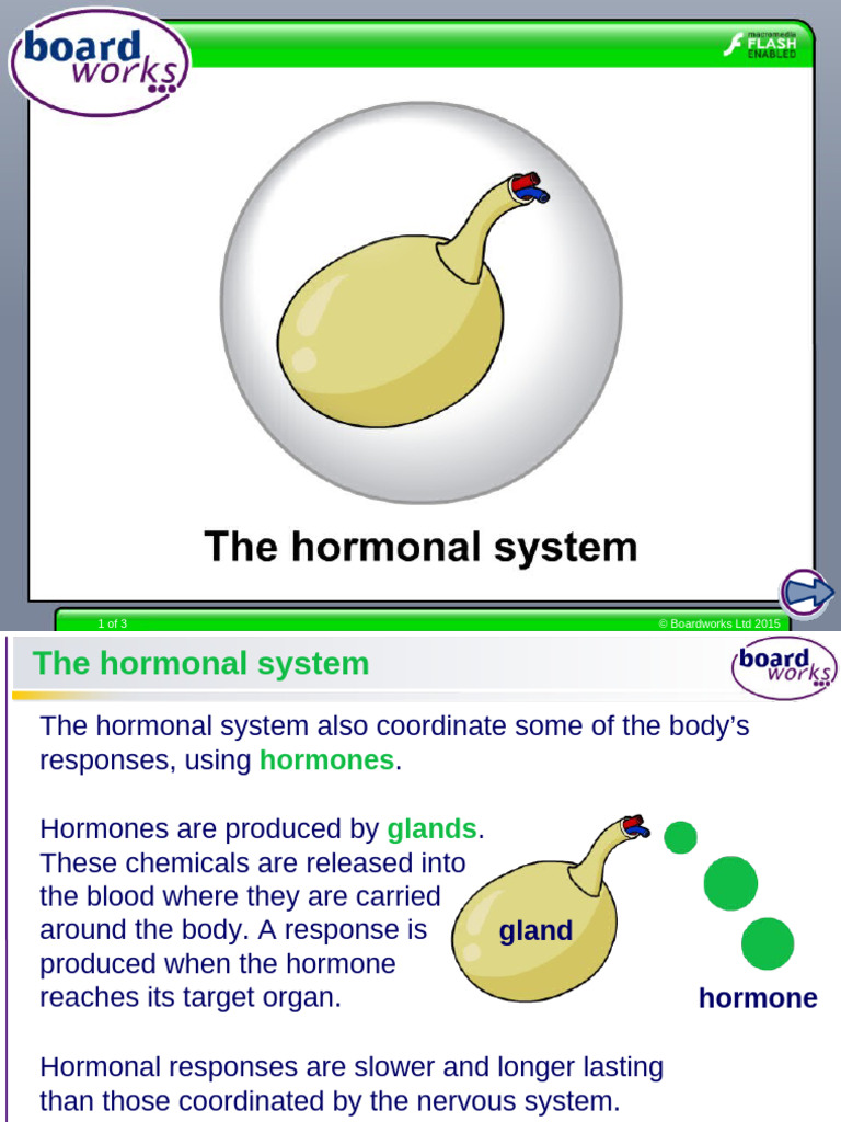 The Hormonal System | PDF