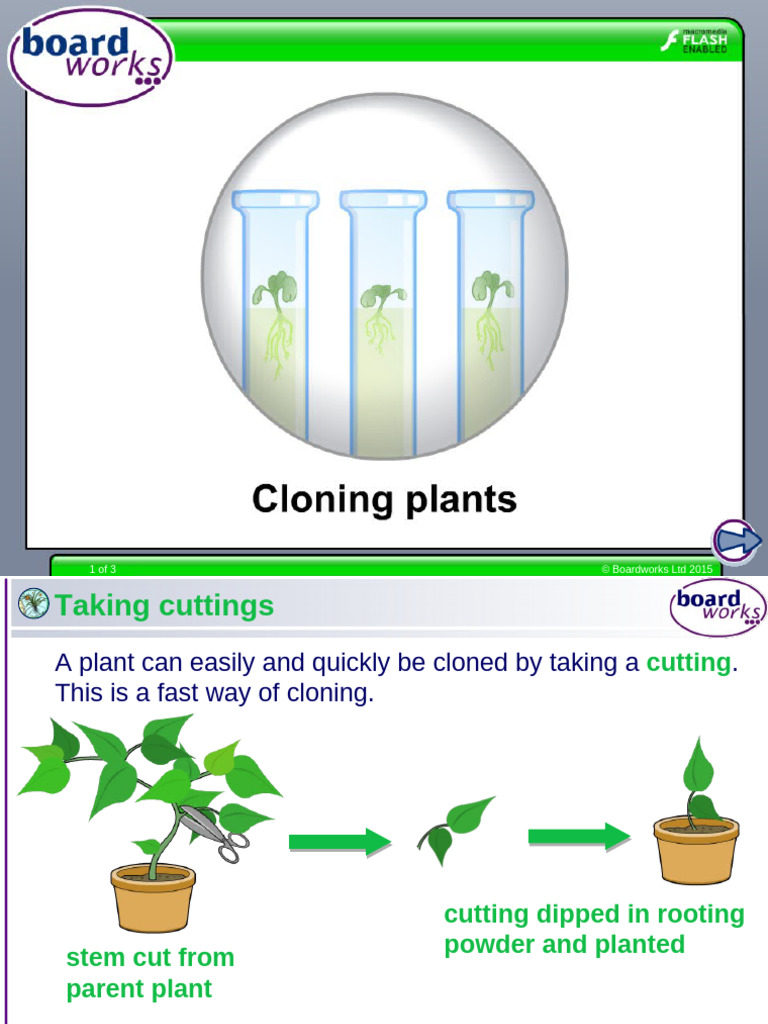 Cloning Plants | PDF