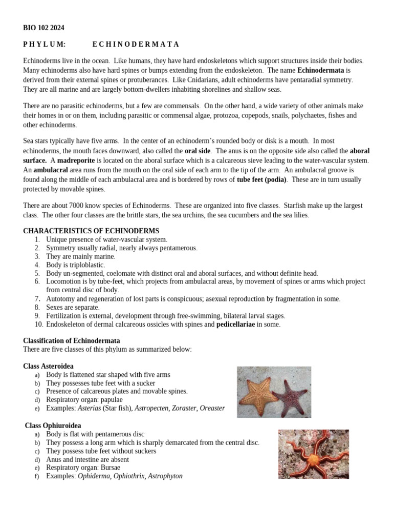 GC Notes 6 Echinodermata B102 | PDF | Zoology