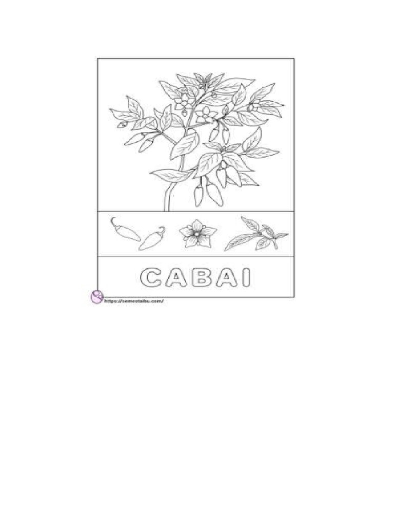 Chilli Drawing | PDF