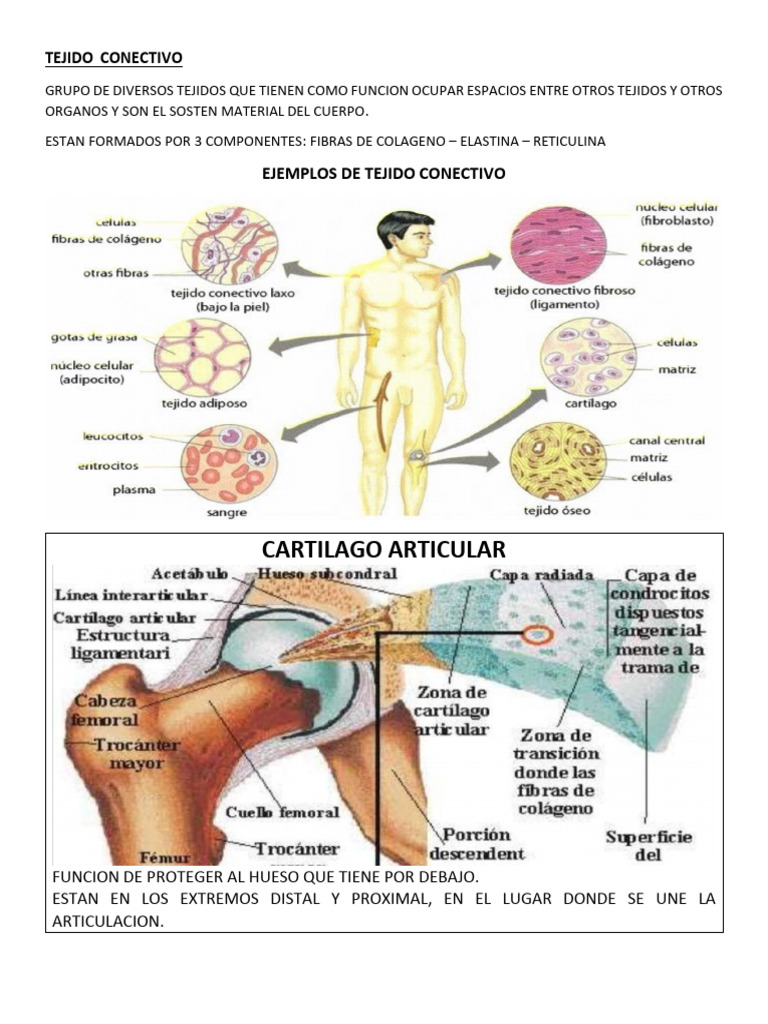 Tejido Conectivo Editado | PDF | Articulación | Tejido conectivo