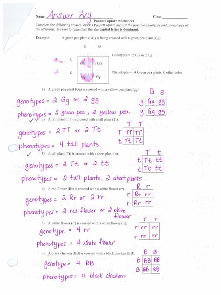 Punnett Square Worksheet 1 Answer Key | PDF
