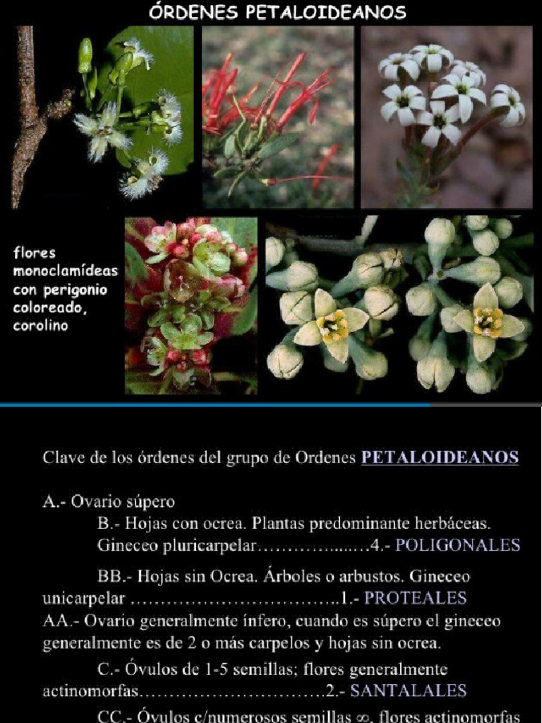 UNI N°6 Serie de Ordenes Petalaloideanos | PDF