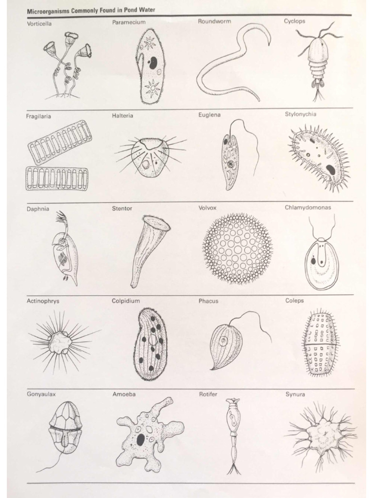 Pond Organisms | PDF