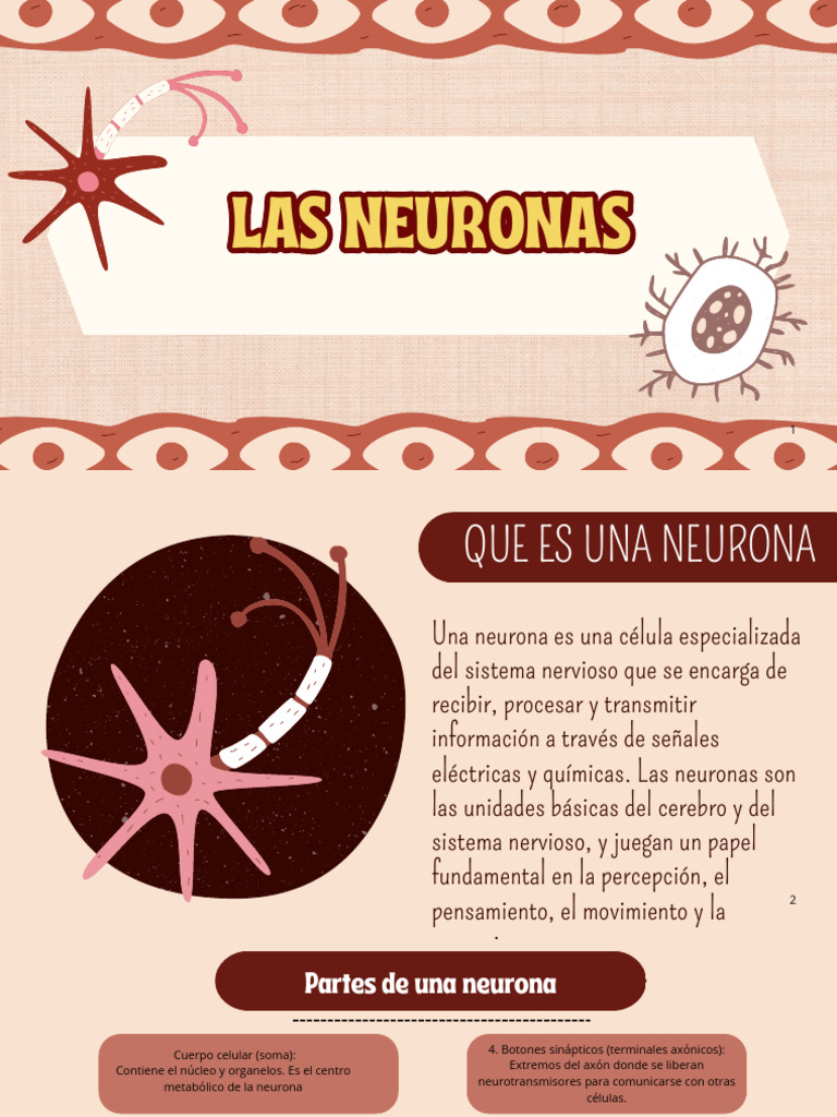 Las Neuronas | PDF | Neurona | Axon