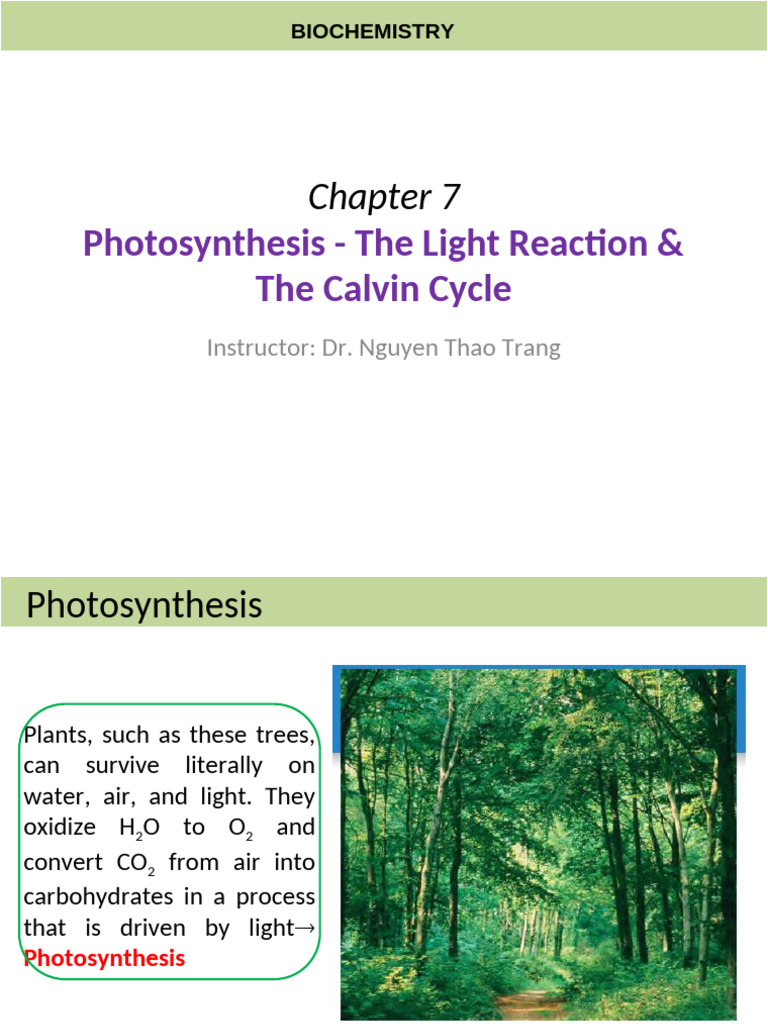 Chapter 7 - Photosynthesis-Light Reaction & Calvin Cycle | PDF ...