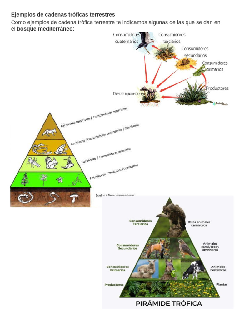 Productores y Consumidores Niveles Troficos | PDF