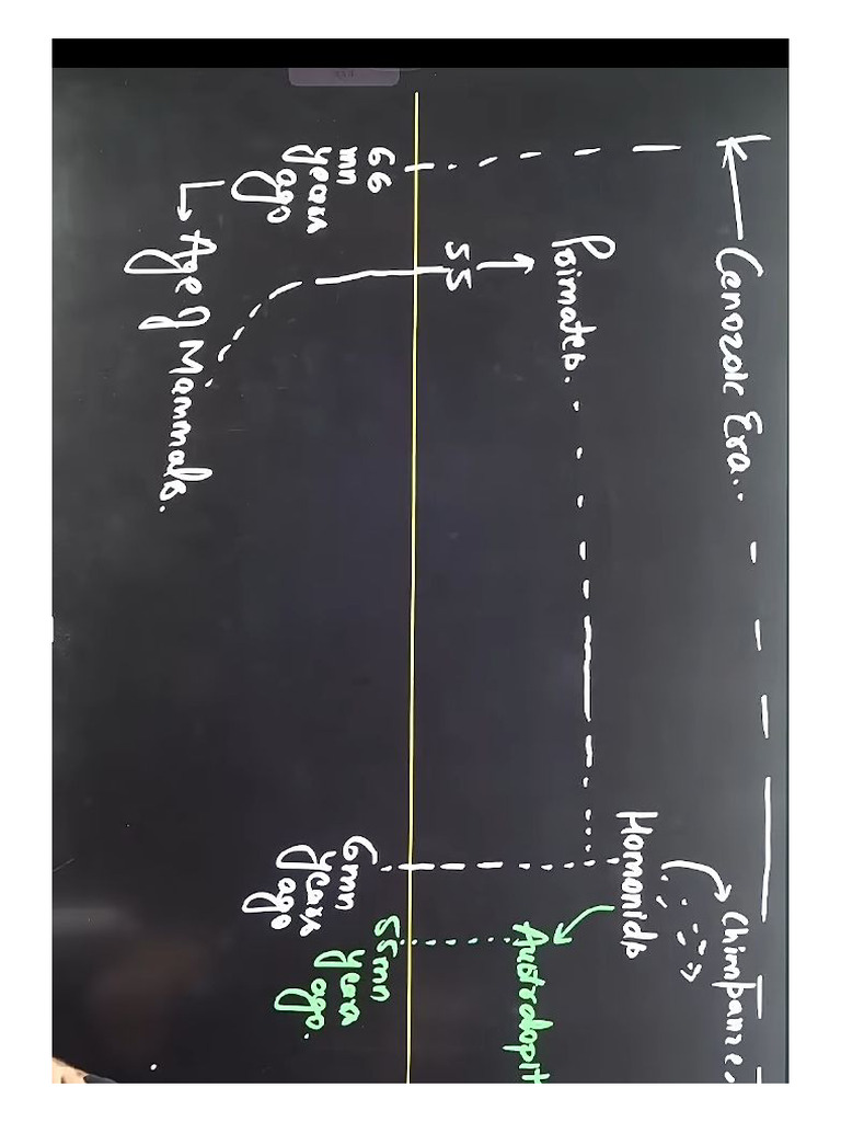 Stone Age PDF ... Informative ? | PDF