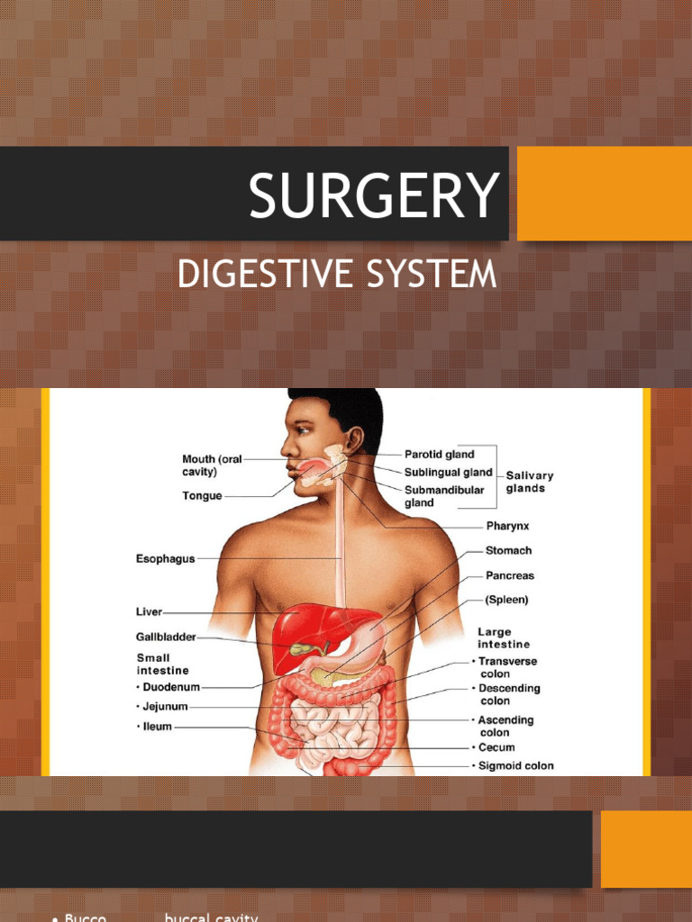 SURGERY - Digestive System CPT | PDF | Abdomen | Clinical Medicine
