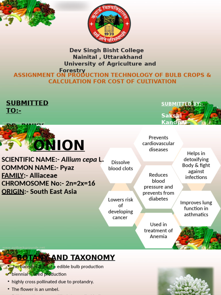 Onion Cultivation and Propagation Guide | PDF | Onion | Garlic