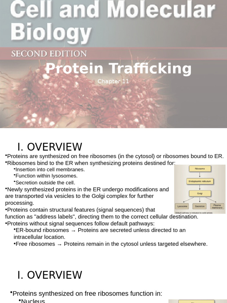 Protein Trafficking Mechanisms Explained | PDF | Protein Targeting ...