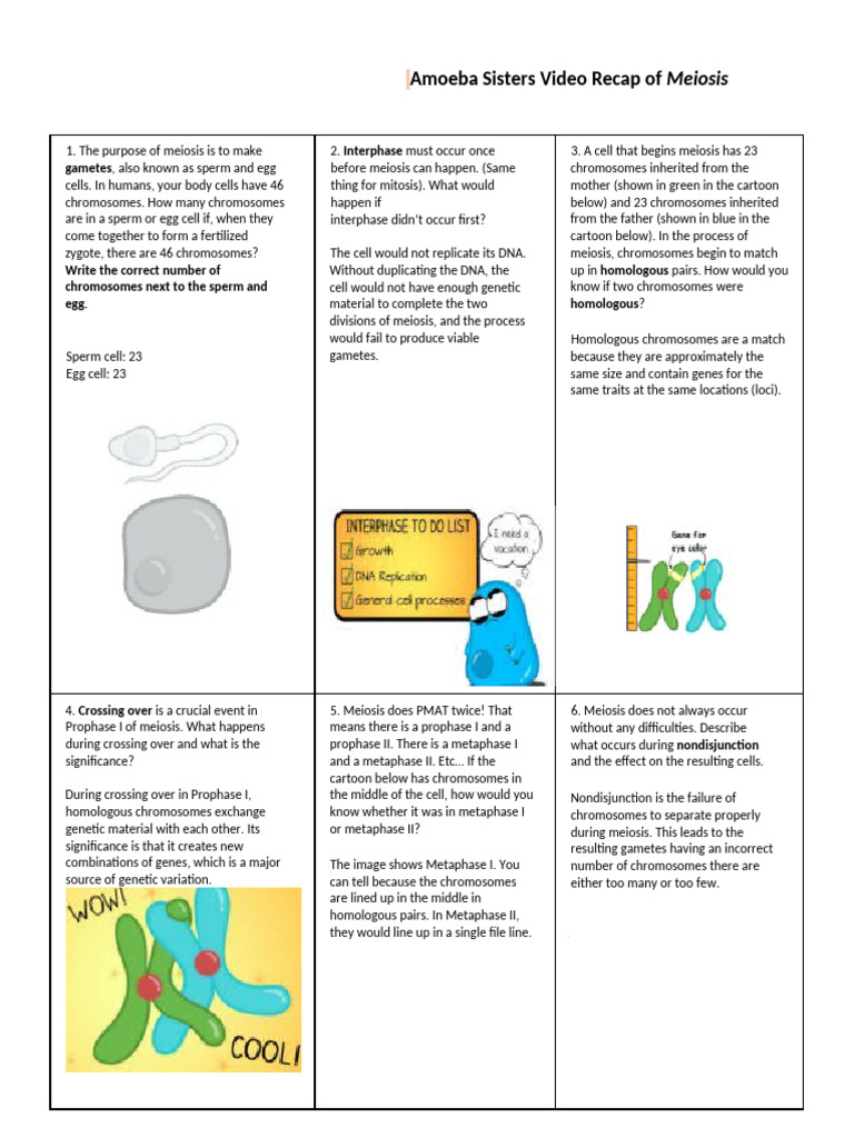 Video Recap of Meiosis by Amoeba Sisters Updated Pictures | PDF | Meiosis | Chromosome