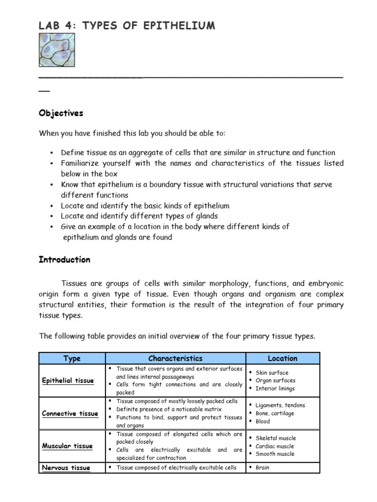 Lab - Epithelial Tissue | PDF | Epithelium | Tissue (Biology)