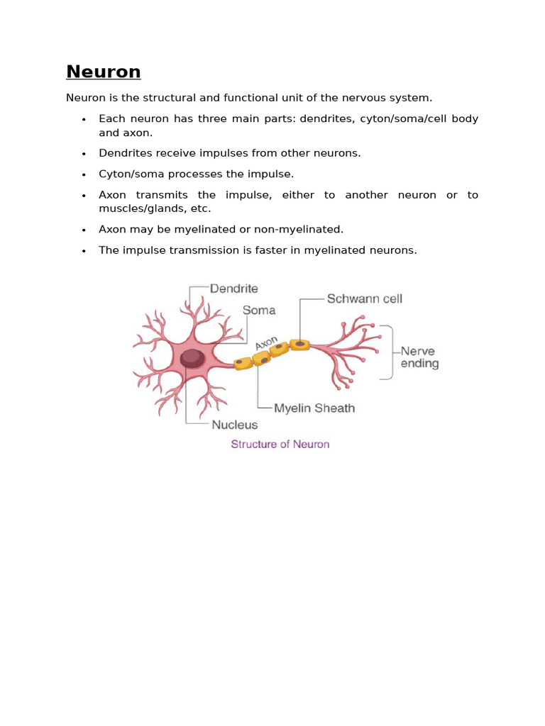 Coordination in the Nervous System | PDF | Central Nervous System ...
