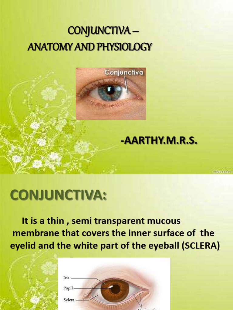 Conjunctiva 161126080859 | PDF | Epithelium | Ophthalmology