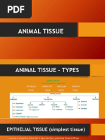 Class 9th Animal Tissue Notes | PDF | Epithelium | Muscle