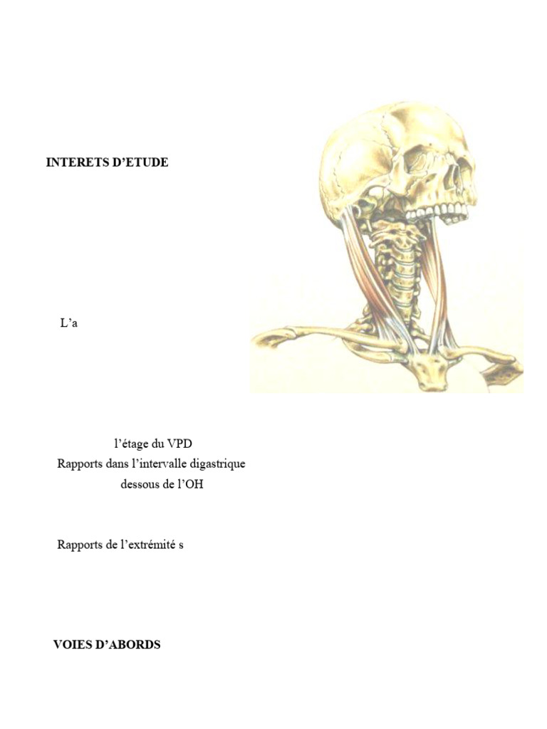 Anatomie du Muscle Sterno-Cléido-Mastoïdien | PDF | Cou | Artère ...