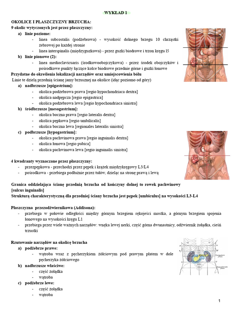 Jama Brzuszna Notatki | PDF