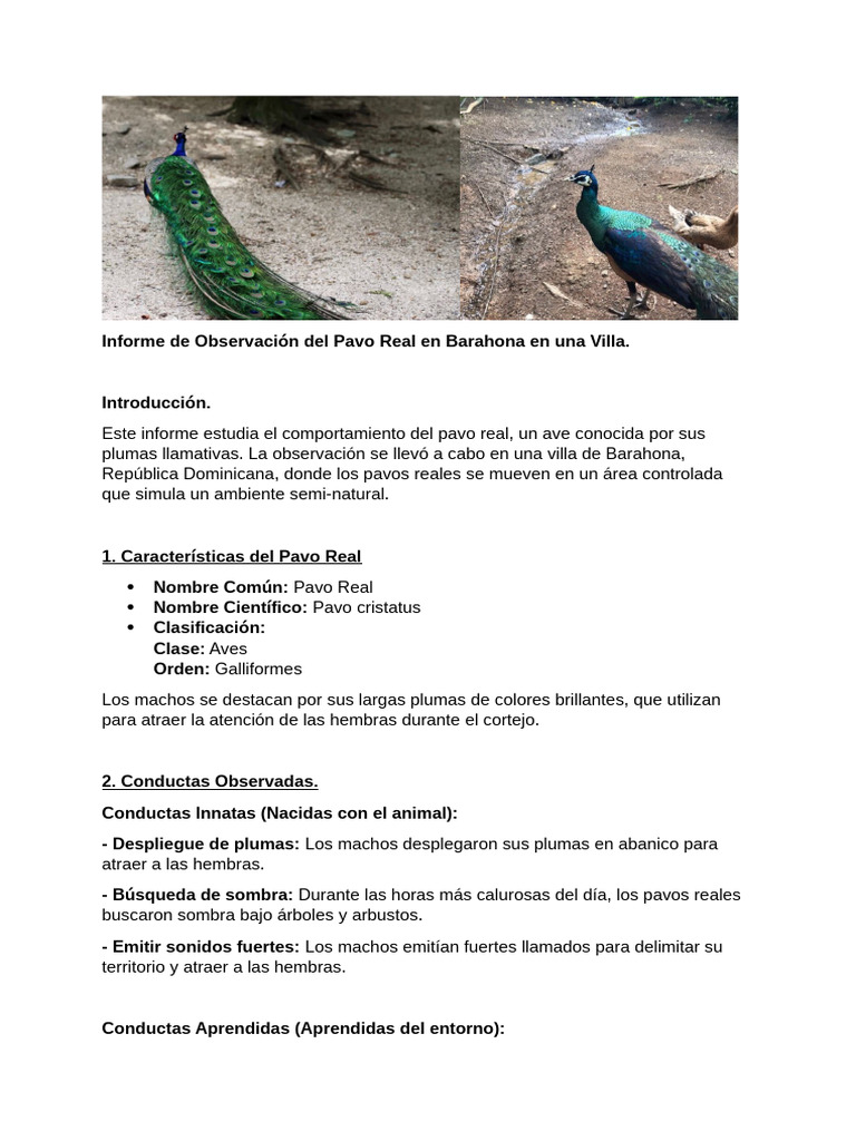 Adaptación del Pavo Real en Barahona | PDF | Comportamiento | Humano