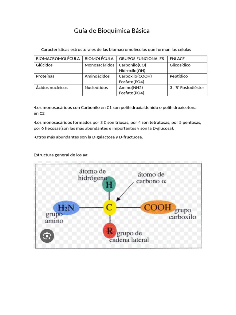 Guía de Bioquímica Básica | PDF | Enzima | Rna