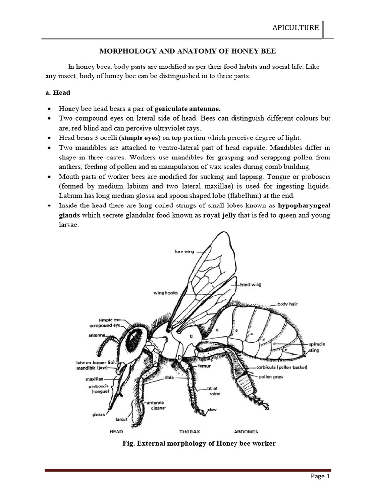 Honey Bee Morphology and Anatomy | PDF | Bees | Zoology