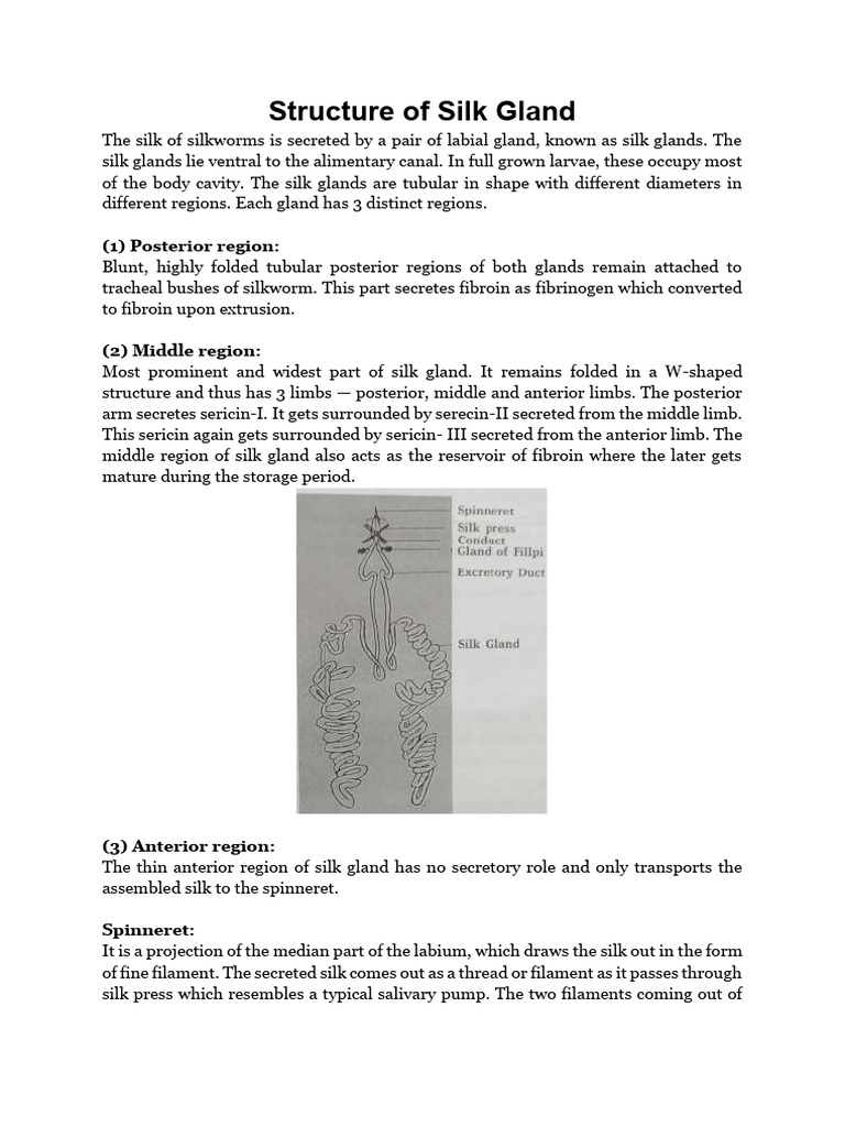 Structure of Silk Gland: (1) Posterior Region | PDF