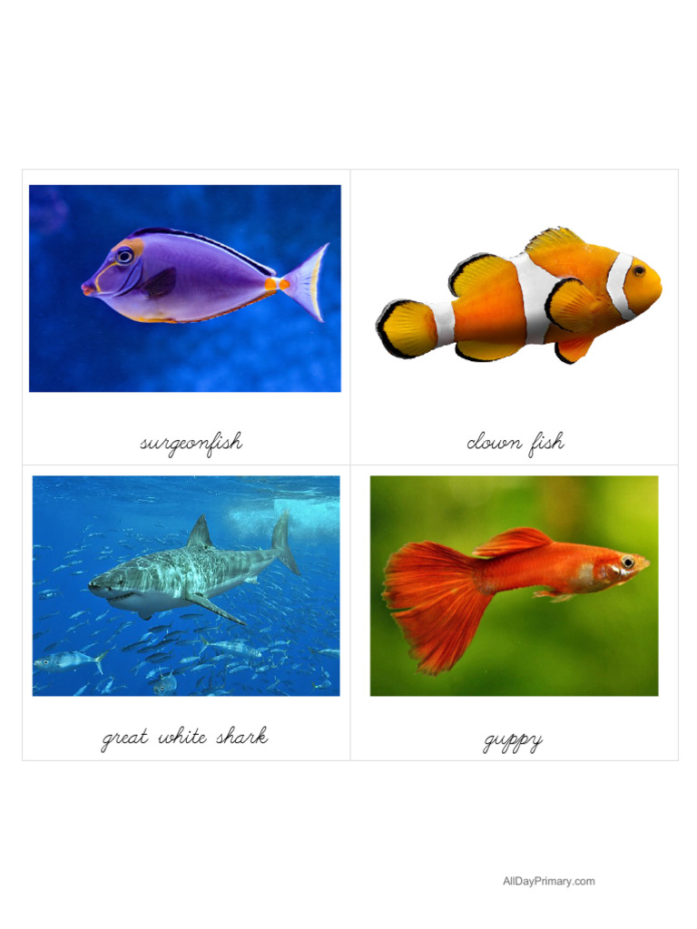 Marine Fish Classification Guide | PDF