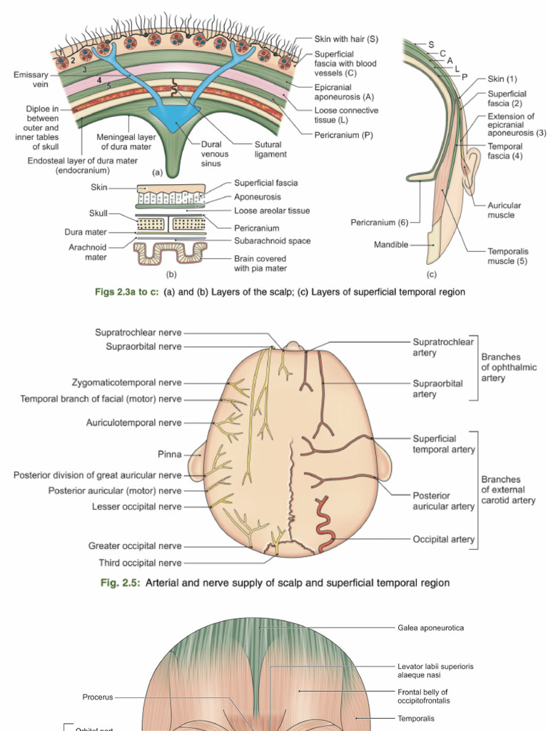 Essential Diagram of Head and Neck | PDF