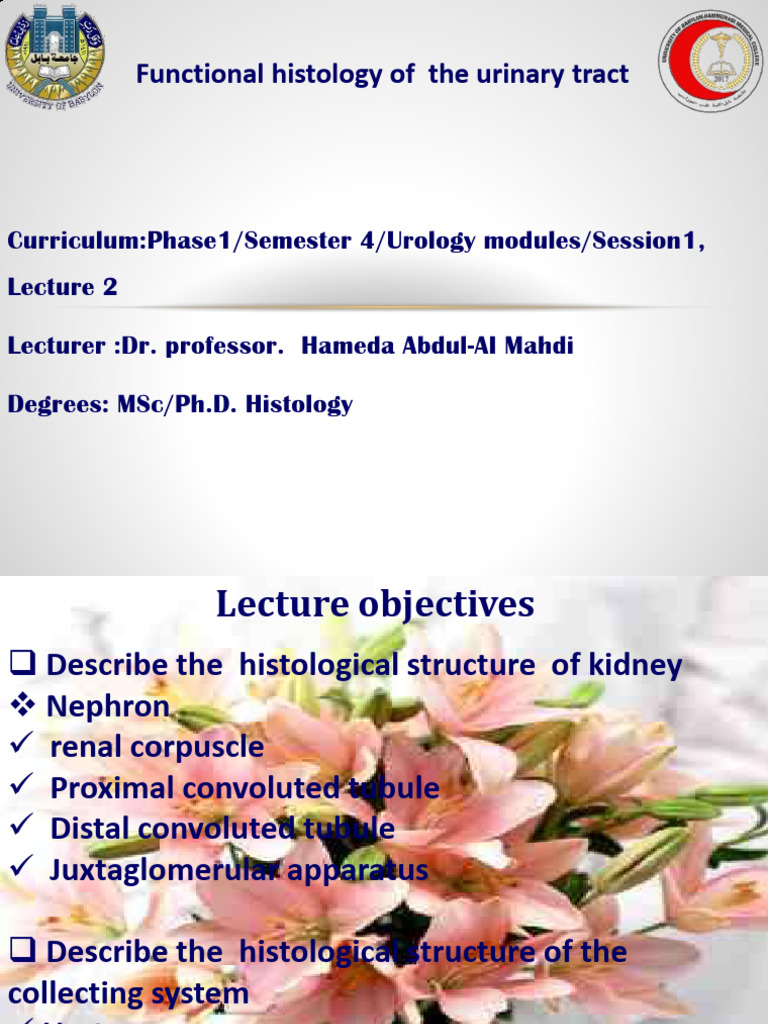 Urinary System Pdf Pdf