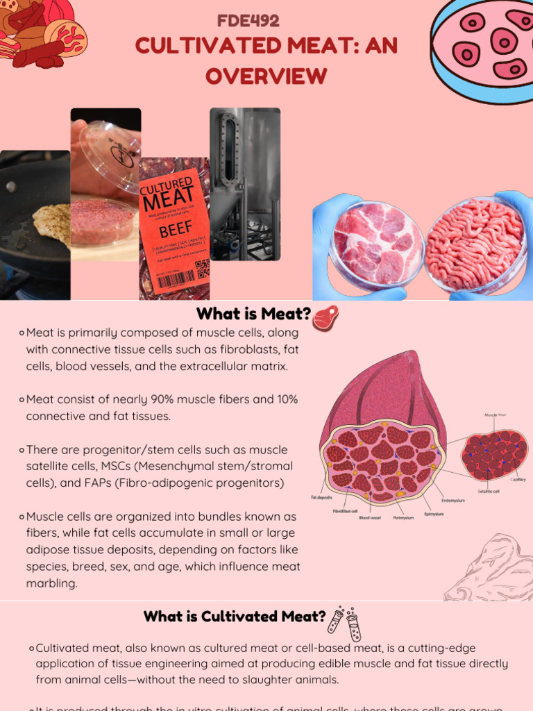 Cultivated Meat An Overview | PDF | Stem Cell | Cell Potency