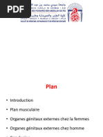 Anatomie de La Région Inguinale | PDF | Appareil locomoteur | Tissu mou