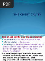 Anatomy of the Human Trunk | PDF | Abdomen | Thorax