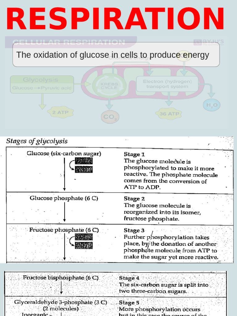 Topic 4 - Respiration Presentation | PDF | Cellular Respiration | Diet ...