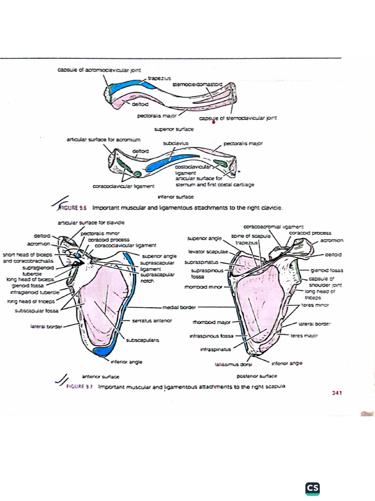 Upper Limb Coloured Ospe | PDF