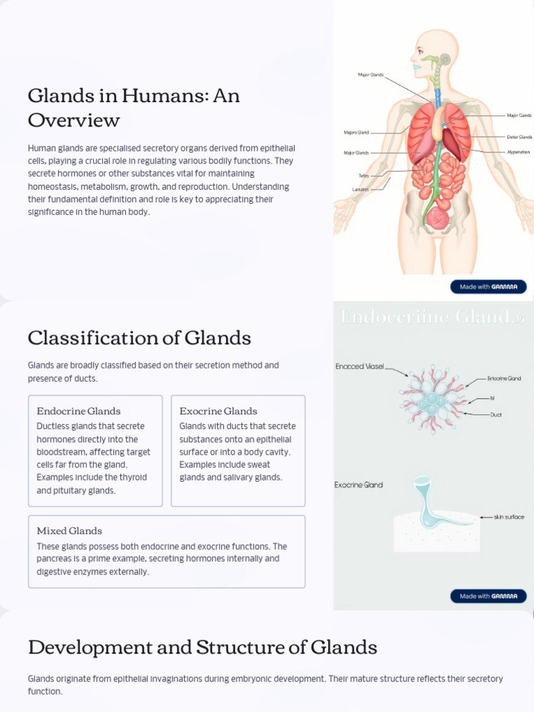 Glands in Humans An Overview | PDF | Glands | Pancreas