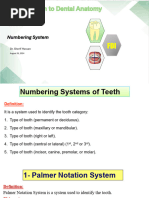 Teeth Numbering Systems | PDF