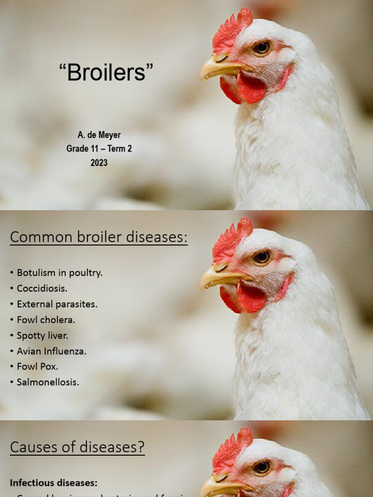 Common Broiler Diseases and Symptoms | PDF