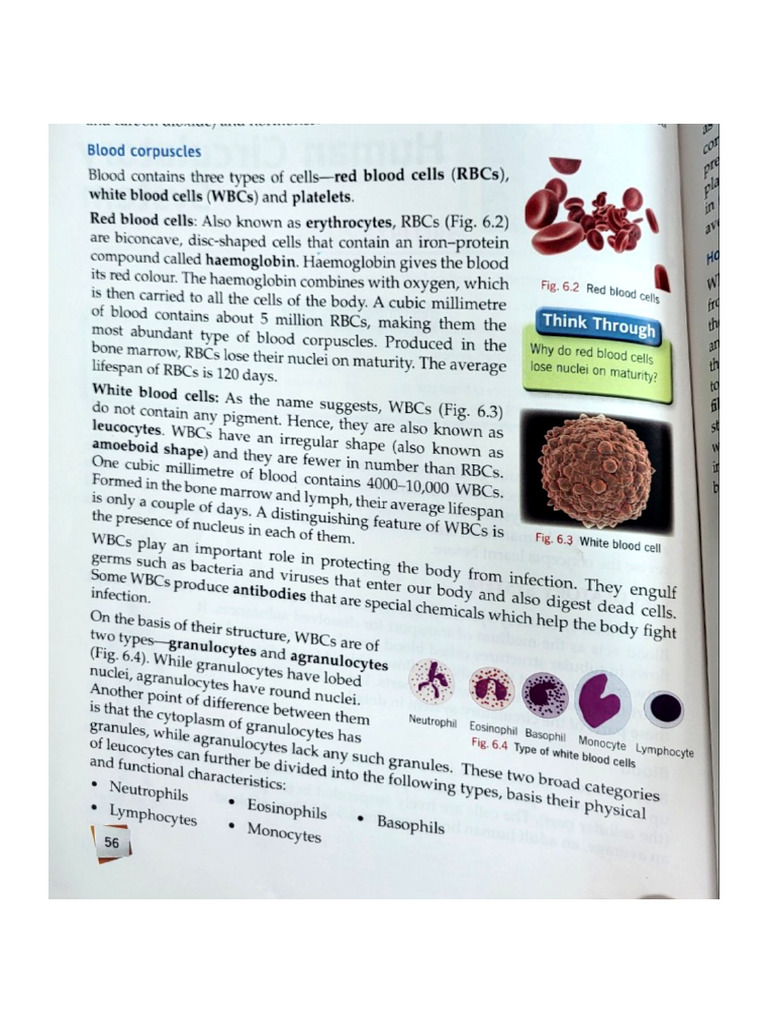 Blood Cells | PDF