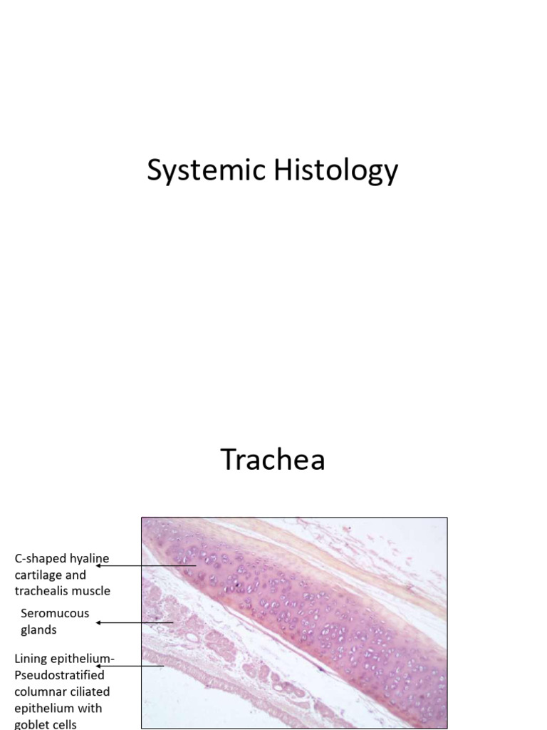 Systemic Histology Labelled Slides For Students | PDF | Epithelium ...