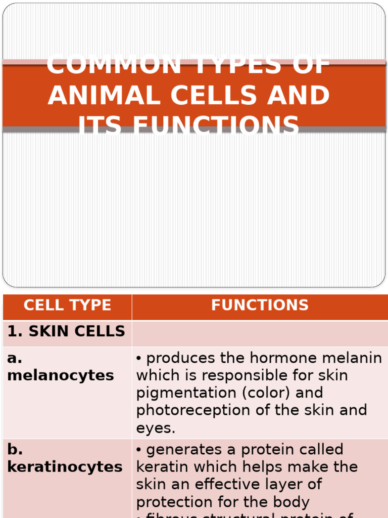 Common Types of Animal Cells and Its Functions - 110711 | PDF | Tissue ...