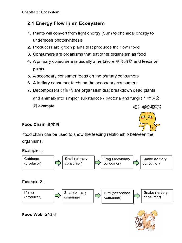 Energy Roles in Ecosystem Dynamics | PDF