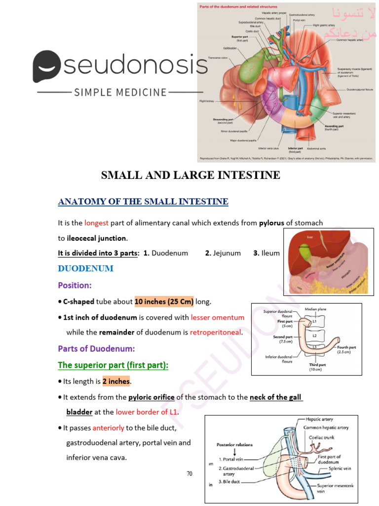 Anatomy of Small Intestine W5 GIT | PDF | Abdomen | Digestive System