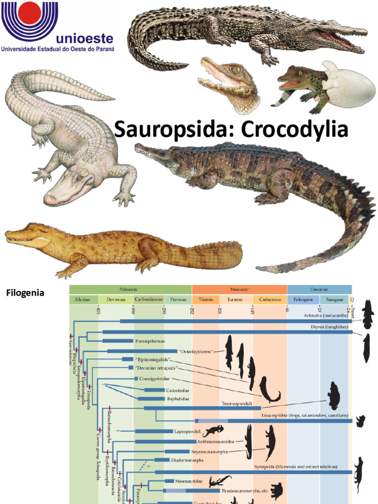 Evolução e Classificação dos Crocodylia | PDF | Réptil | Zoologia