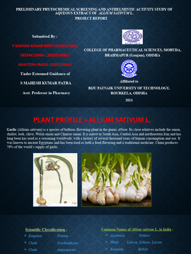 Presentation1 Allium Sativum New | PDF | Garlic