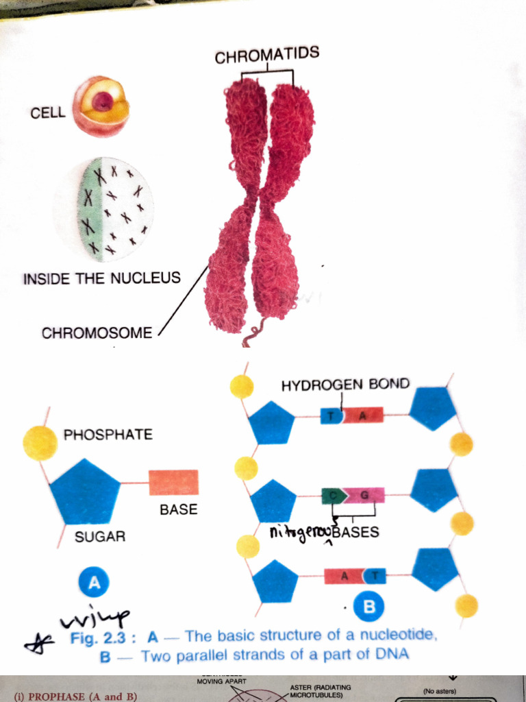 Icse Diagrams | PDF