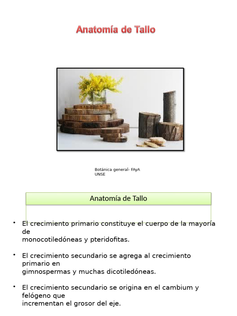Clase U 19 Anatomia Tallo | PDF | Tallo de la planta | Plantas