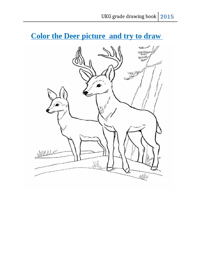 UKG Grade Drawing Book | PDF | Zoology