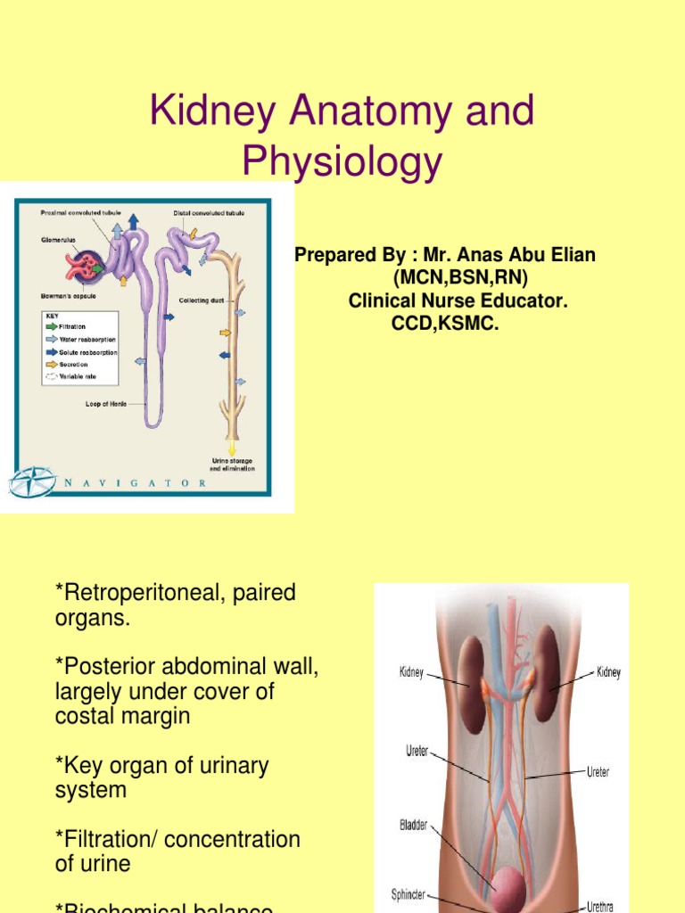Kidney Anatomy & Physiology Modified. Anas Elian | PDF