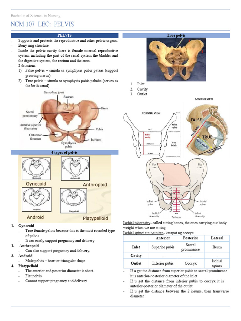 Mid Pelvis Anatomy and Function | PDF | Pelvis | Musculoskeletal System