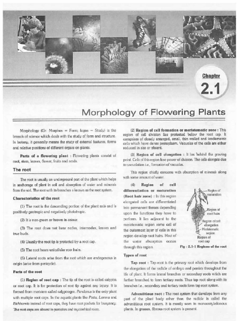 USS ERRORLESS Morphology of Flowering Plants PDF | PDF